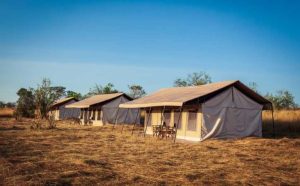 Gnu Migration Camps