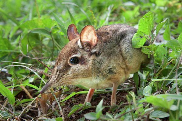 Four-Toed Elephant Shrew