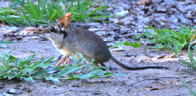 Four-Toed Elephant Shrew