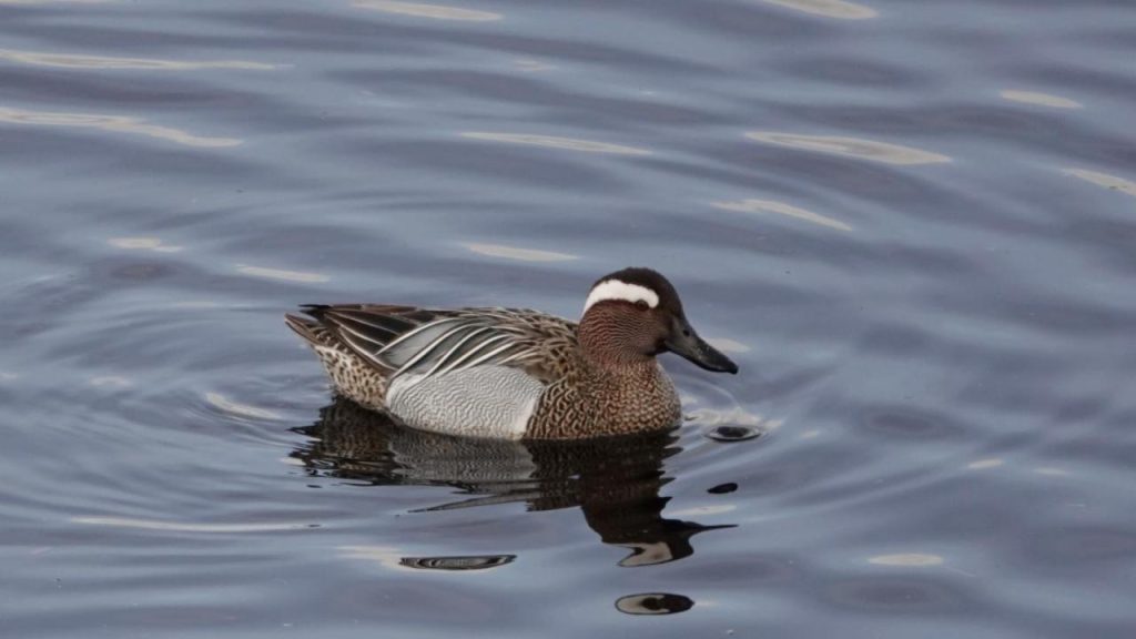 Garganey - Tanzania Safari, Wildebeest migration, camping safari