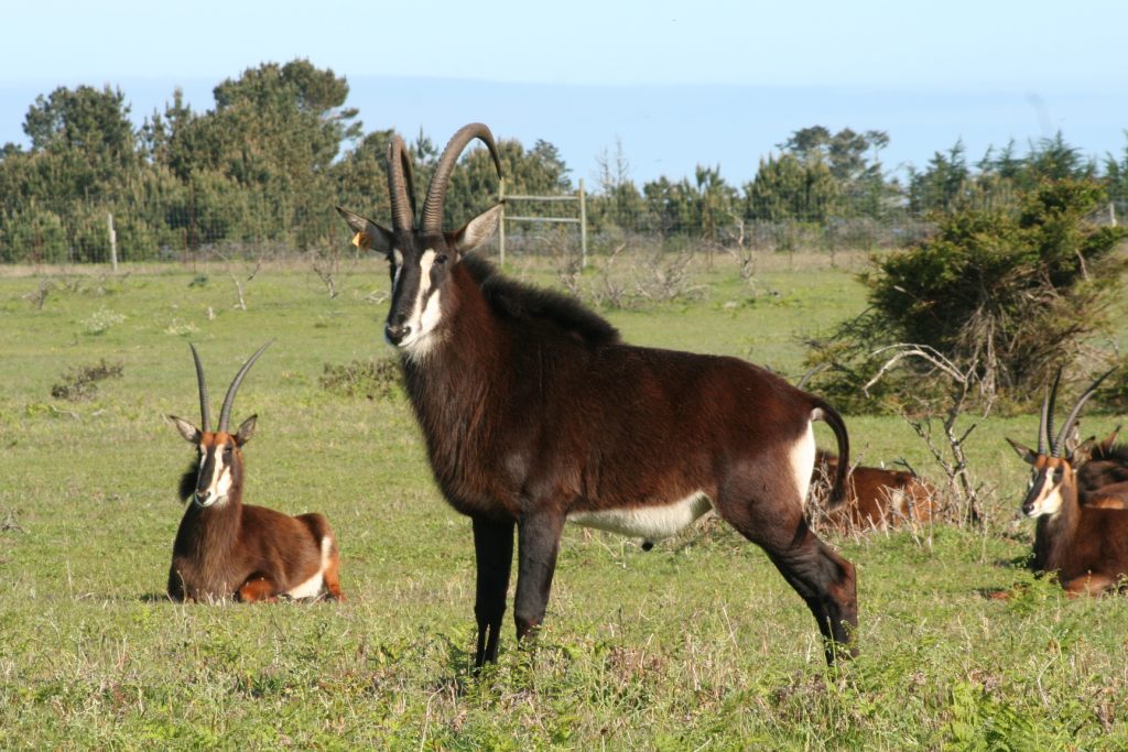 Sable Antelope