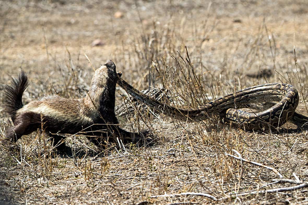 Why don't Honey Badgers die from Snake bite venom? eg cobras