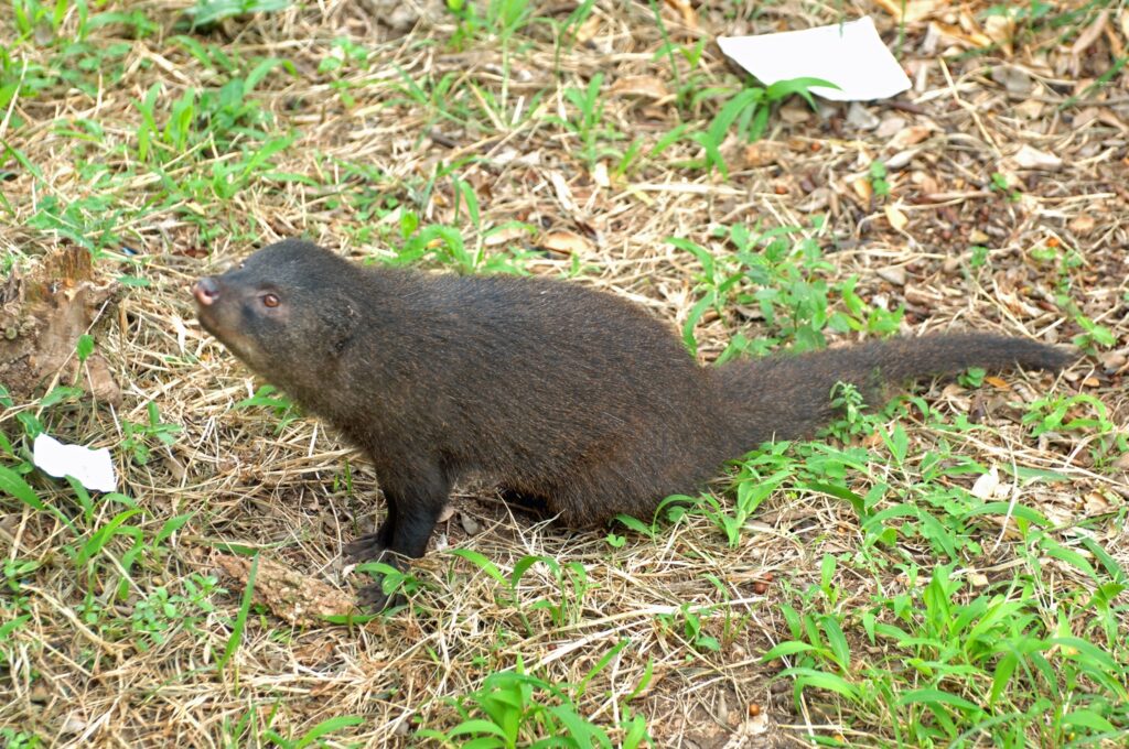 Marsh Mongoose (Atilax paludinosus)